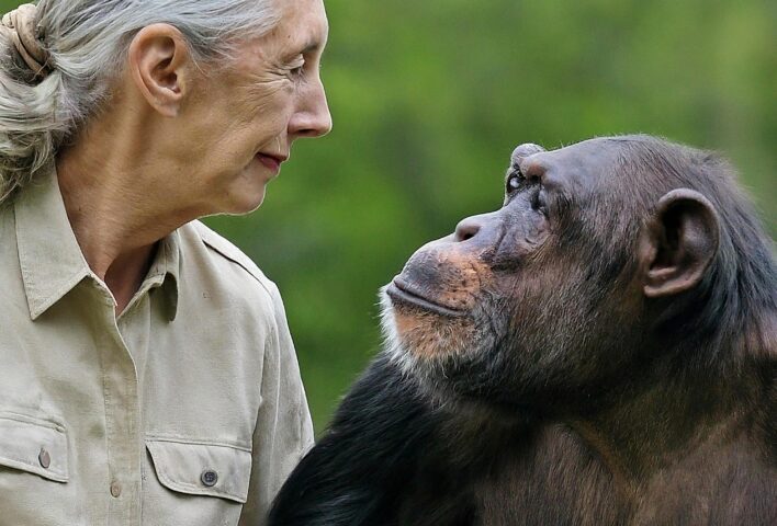 Jane Goodall’s Inspiring Final Words: The Legacy of a Conservation Icon ...